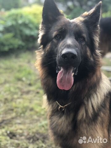 Немецкая овчарка