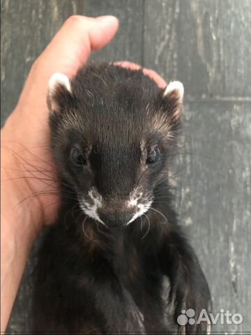 Хорек в добрые руки