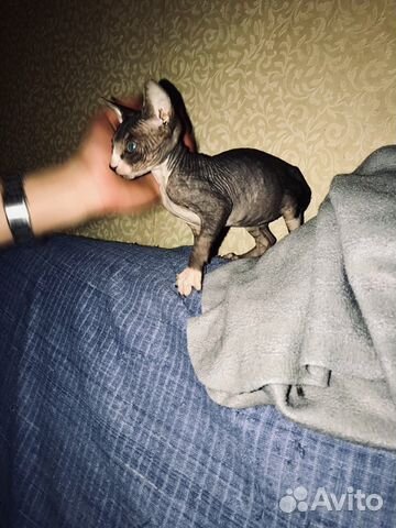 Канадский сфинкс