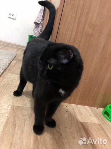 Дом котику