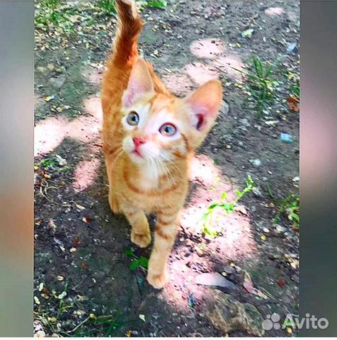 Два рыжих солнечных котенка