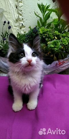 Котофей котенок мальчик 3 месяца