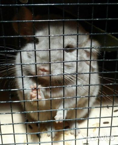 Шиншилла мальчик