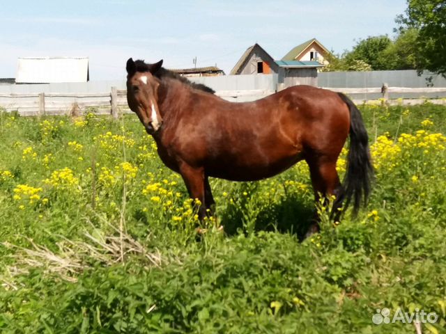 Лошадь кобыла домашняя