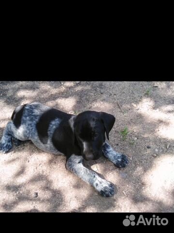 Щенок Курцхаару 2 месяца