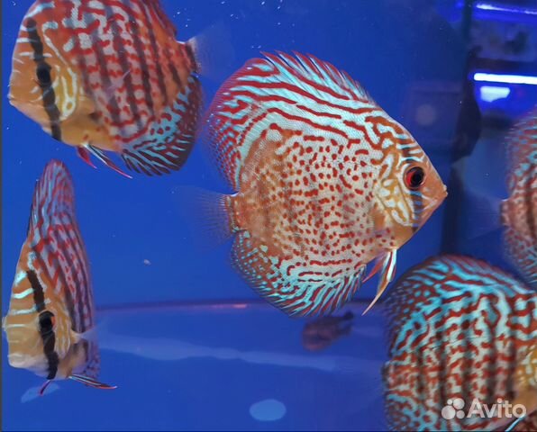 Дискусы в Аквариф-Шоп