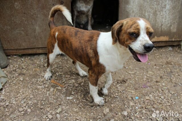 Красавец Майло в добрые руки