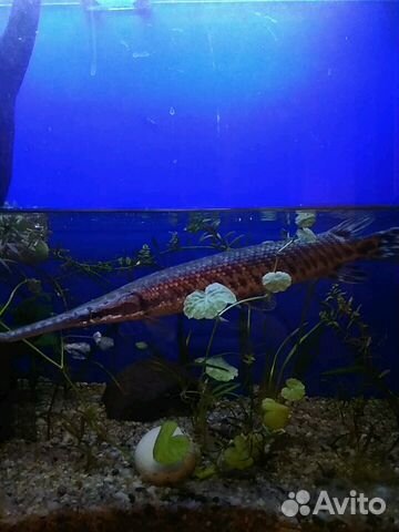 Рыба щука для аквариума
