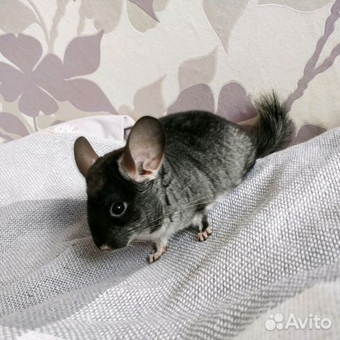Шиншилла
