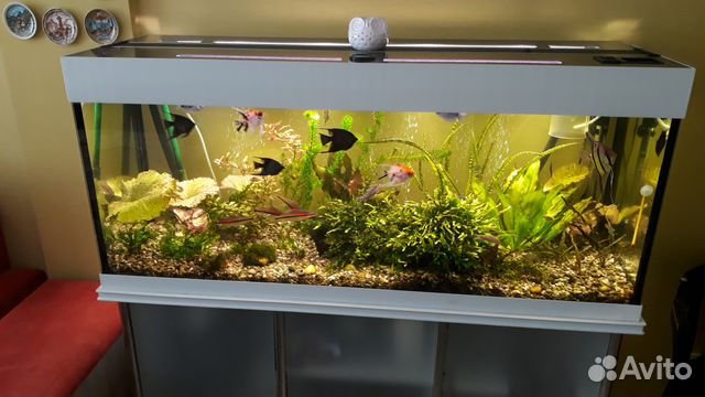 Аквариум 250 литров