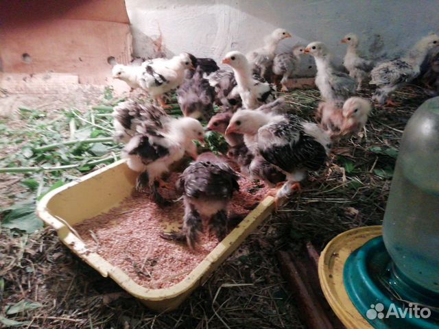 Цыплята породы Брама, возраст 1,5месяца,привиты