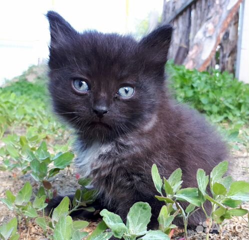 Котенок пушистик