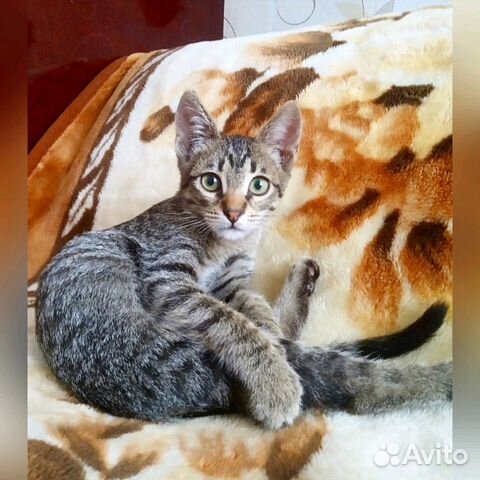 Полосатый котенок рысенок