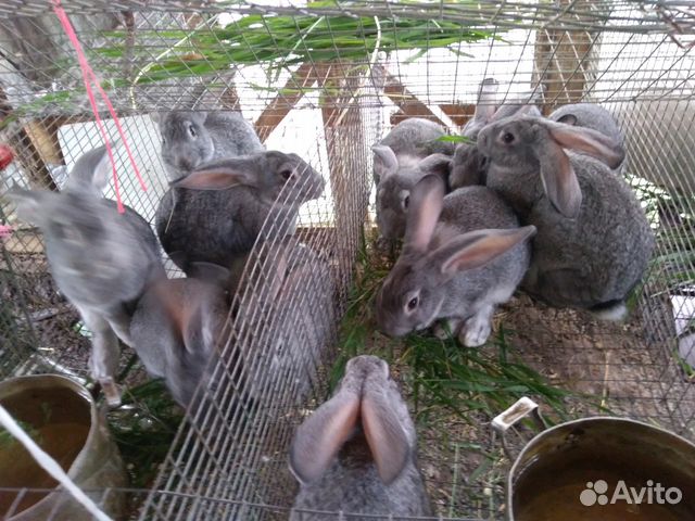 Советская Шиншилла 1 месяц