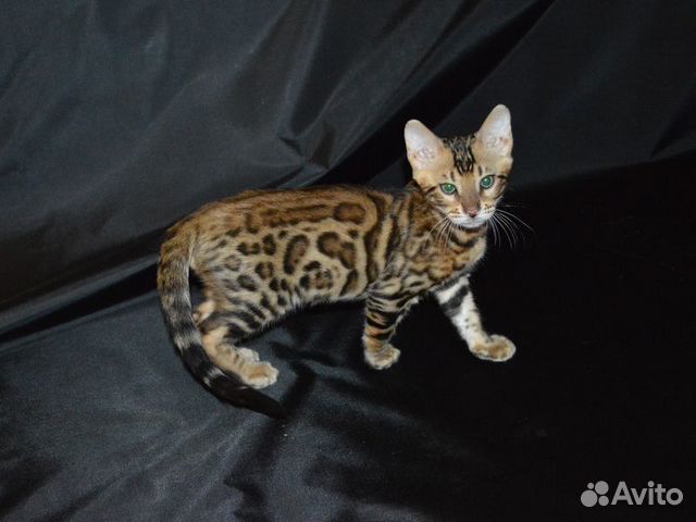 Бенгальские котята. Питомник. Гарантии