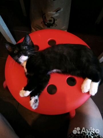 Котенок