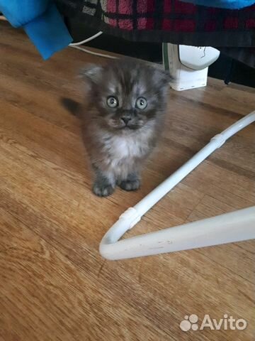 Шотландские вислоухие котята