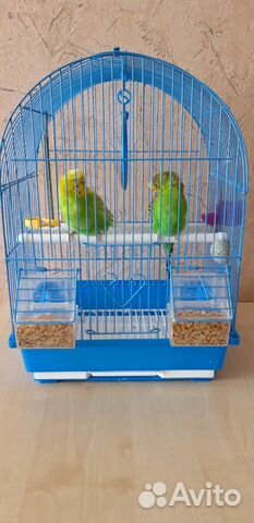 Клетка с папугаями