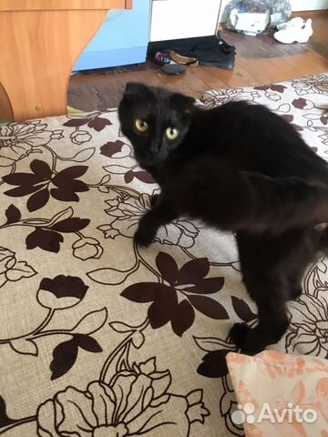 Кошка помесь с вислоухой отдам в хорошие руки