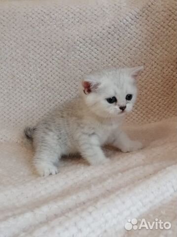 Шотландские котята (котик)