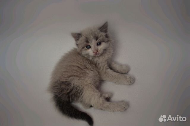 Котенок девочка 1,5 месяца