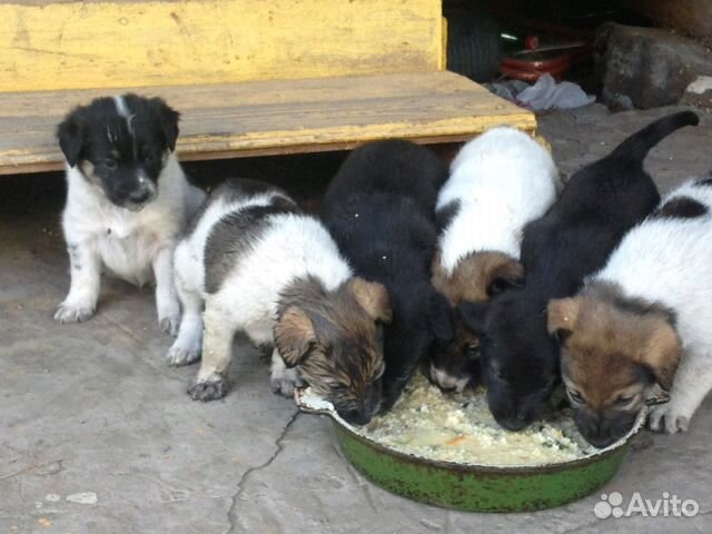 Отдадим щенков добрые руки