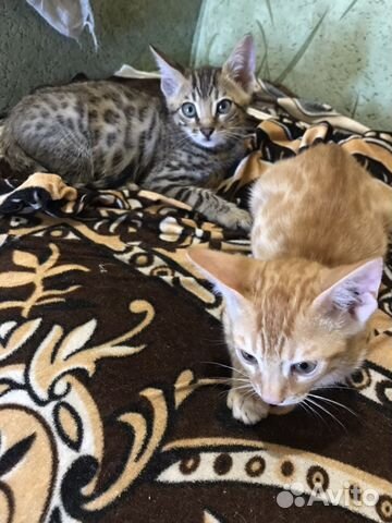 Бенгальские котята