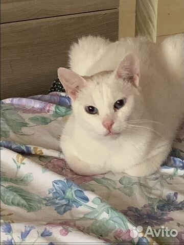 Ищет дом белый кот с голубым взглядом