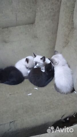 Милые котята