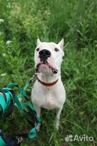 Аргентинский дог ищет дом