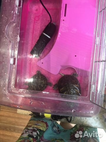 Две Черепахи с аквариумом, фильтром, кормом в дар