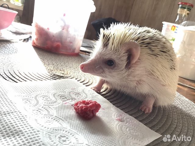 Карликовый еж