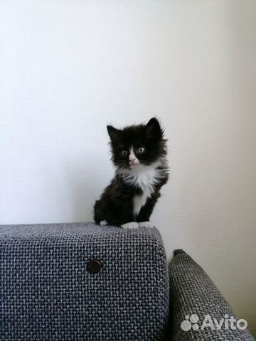 Котёнок