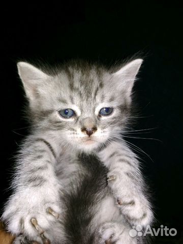 Котята, мать британская веслоушка