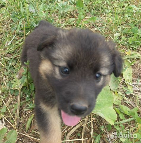 Милые щенки