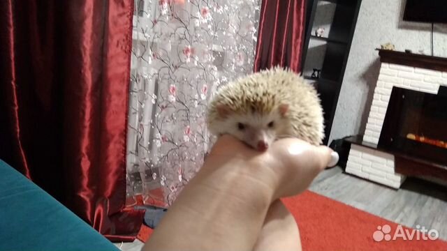 Продаю ежа с клеткой