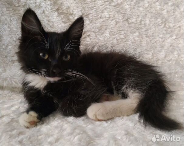 Котенок мальчик 2,5 месяца