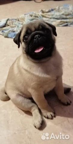 Продам щенка мопса