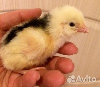 Цыплята Пушкинские и Австролорп Черный