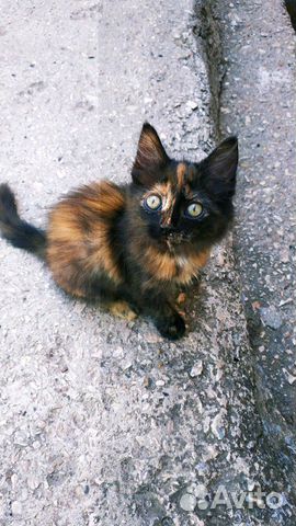 Котенок(девочка) ищет дом