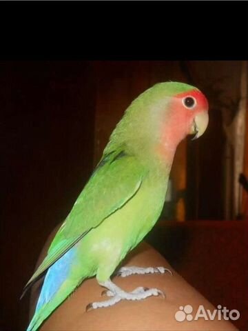 Найден попугай