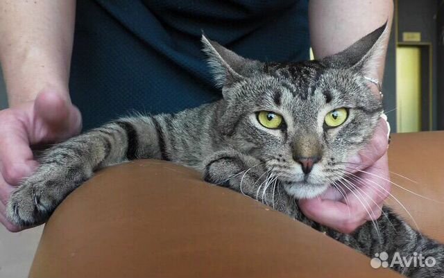 Хороший добрый домашний котик
