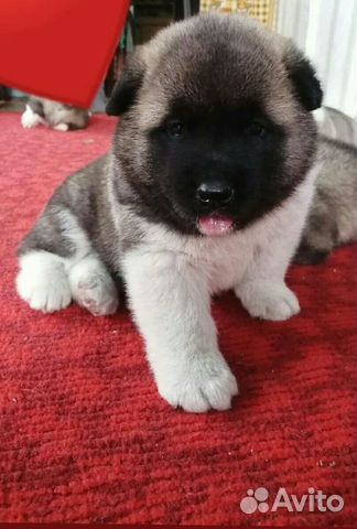 Американская акита