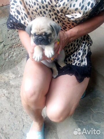 Щенок француз