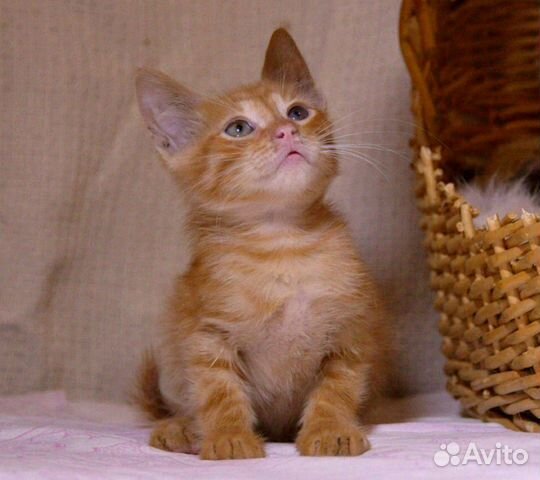 Солнечный котик в дар