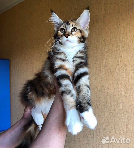 Котята породы мейн-кун