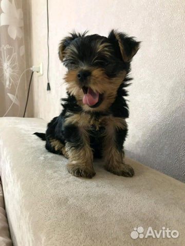 Йоркширский тойтерьер