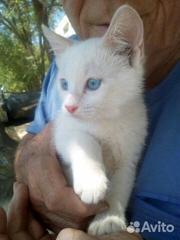 Сиамский котенок