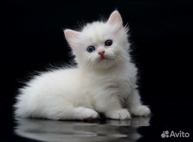 Наполеон минуэт