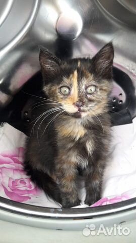 Котеночек черепашка
